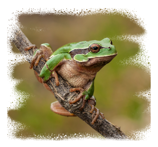 growling-creatures | Krombacher International